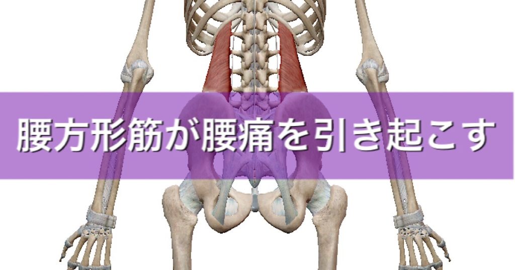 腰方形筋が腰痛を引き起こす | セルフケアラボ【柴雅仁Blog】